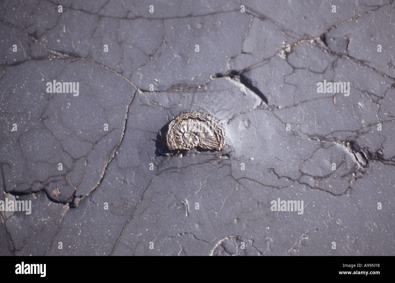 2006 the fossil hi-res stock photography and images - Alamy