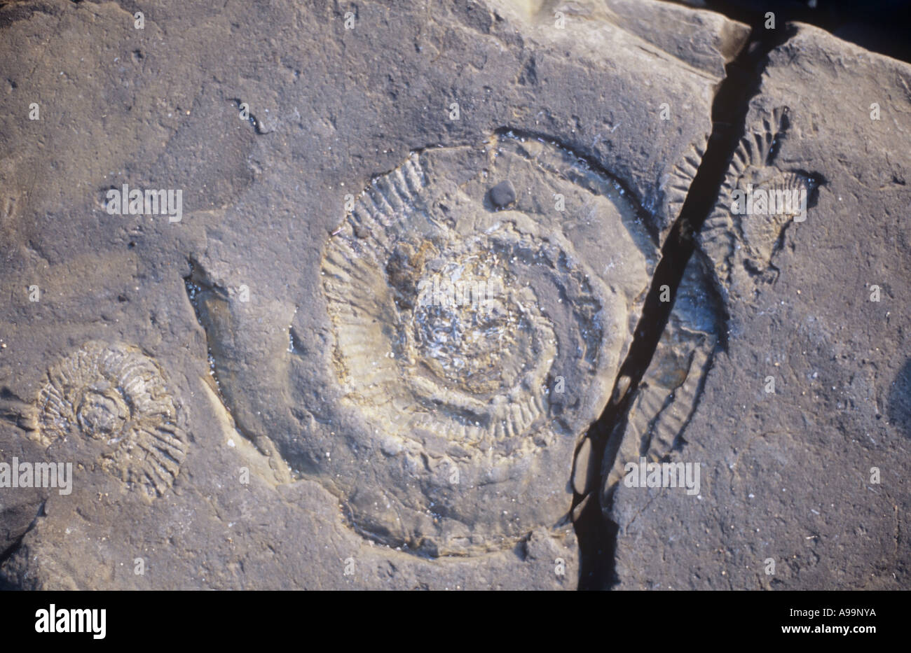 Fossil in rock Stock Photo - Alamy