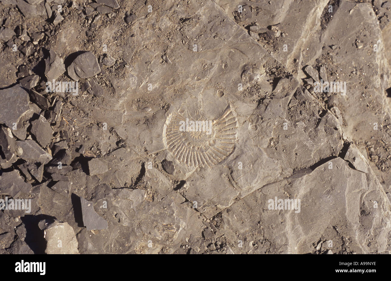 Fossil in rock Stock Photo - Alamy