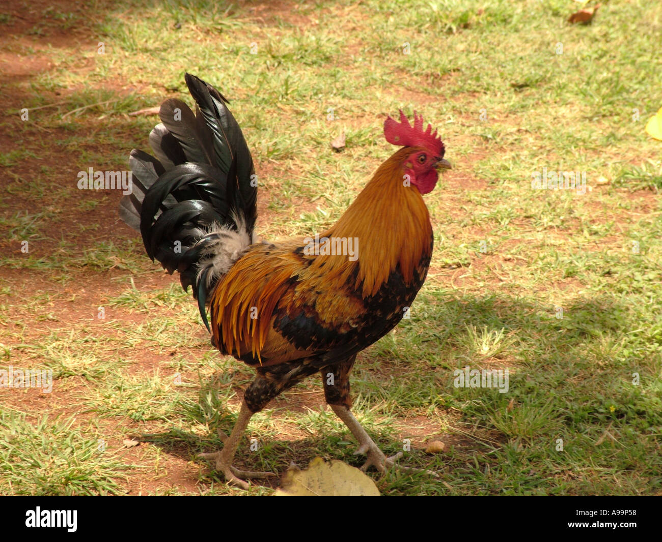 Hawaiian chickens hi-res stock photography and images - Alamy