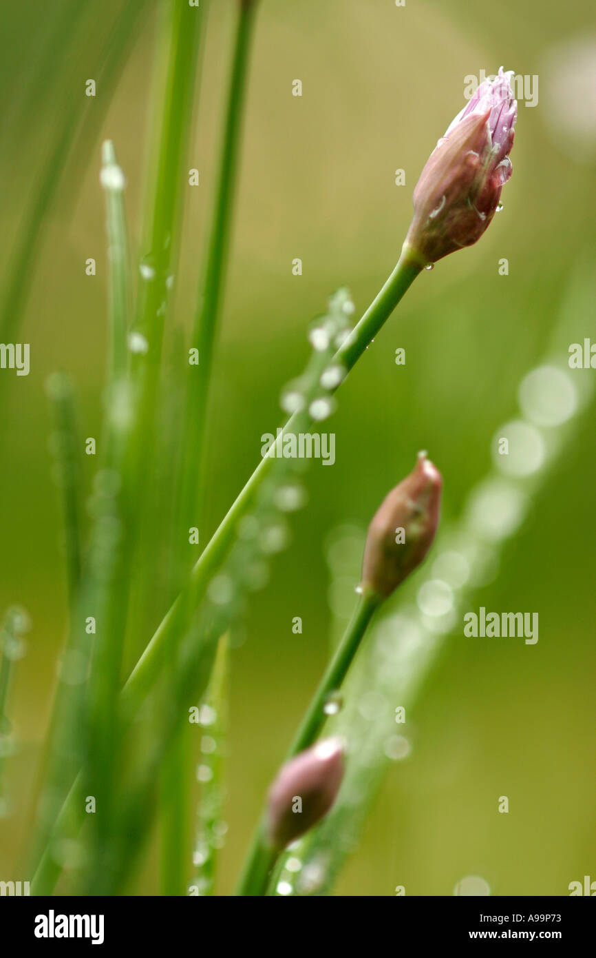 Flower bud of chives Stock Photo - Alamy