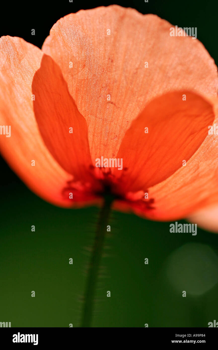Flower of Poppy Stock Photo - Alamy