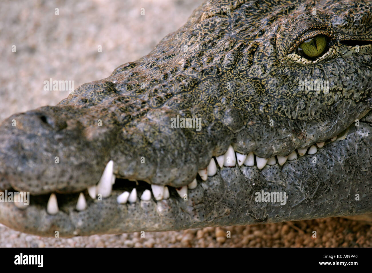 Ugly crocodile hi-res stock photography and images - Alamy