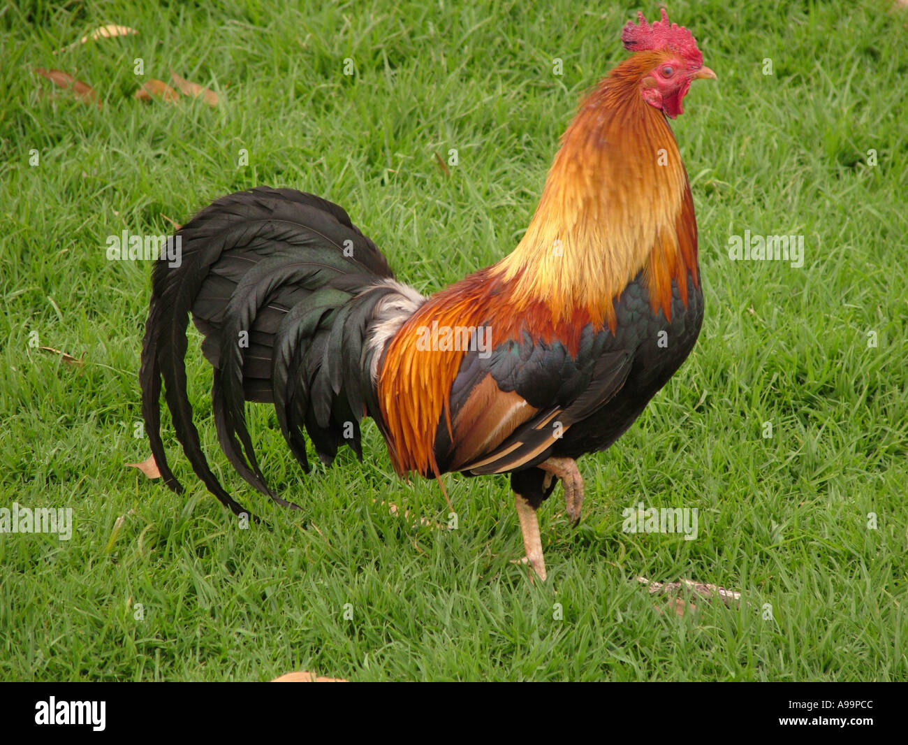 Wild rooster kauai hi-res stock photography and images - Alamy