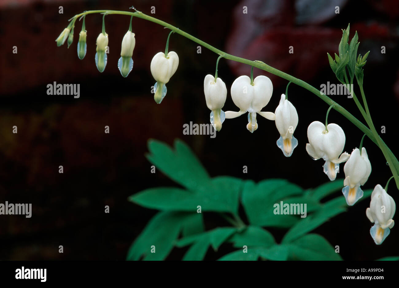 White Dicentra Spectabilis Stock Photo - Alamy