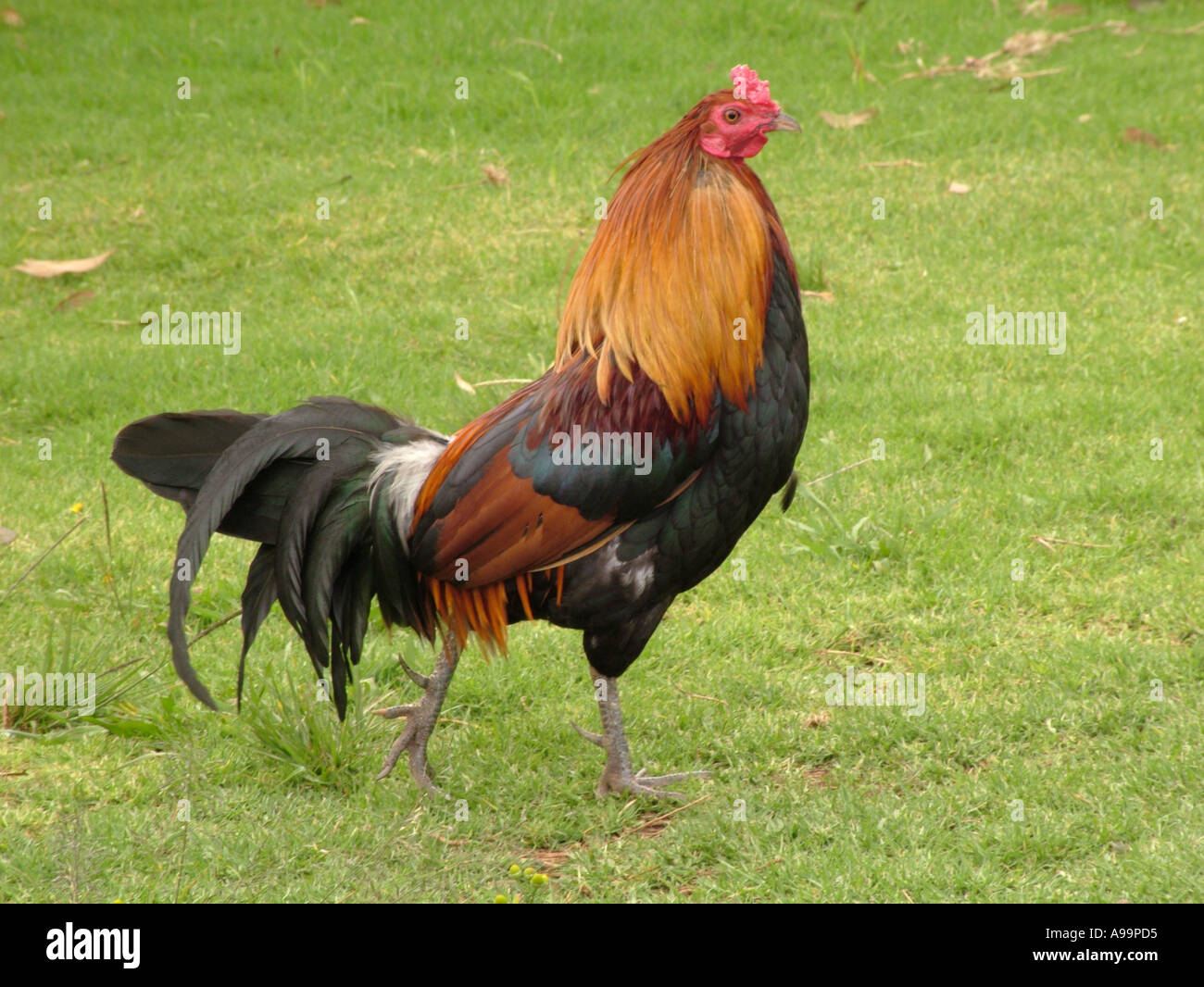 Wild rooster kauai hawaii High Resolution Stock Photography and Images ...