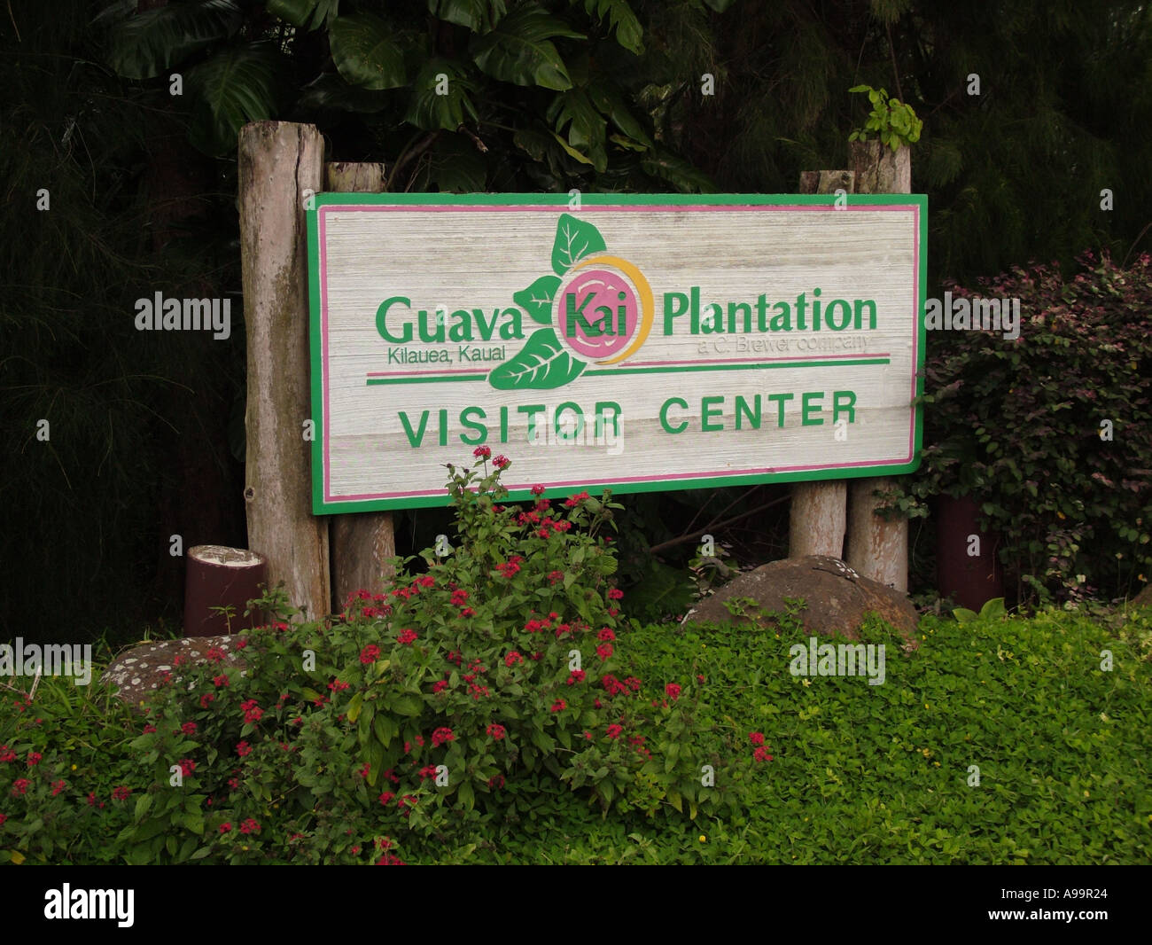Guava kai plantation hi-res stock photography and images - Alamy