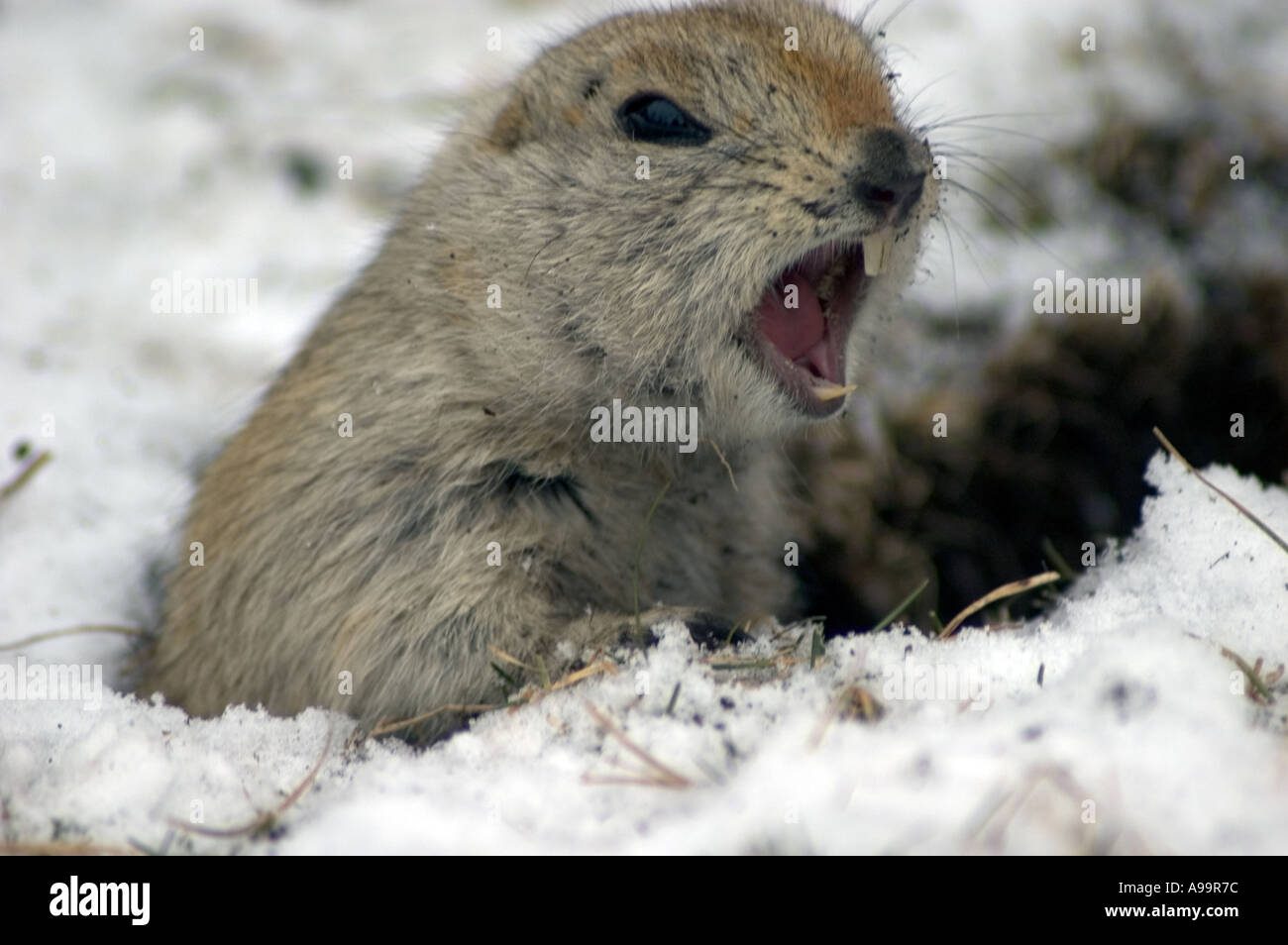 Gopher Teeth Stock Photos & Gopher Teeth Stock Images - Alamy