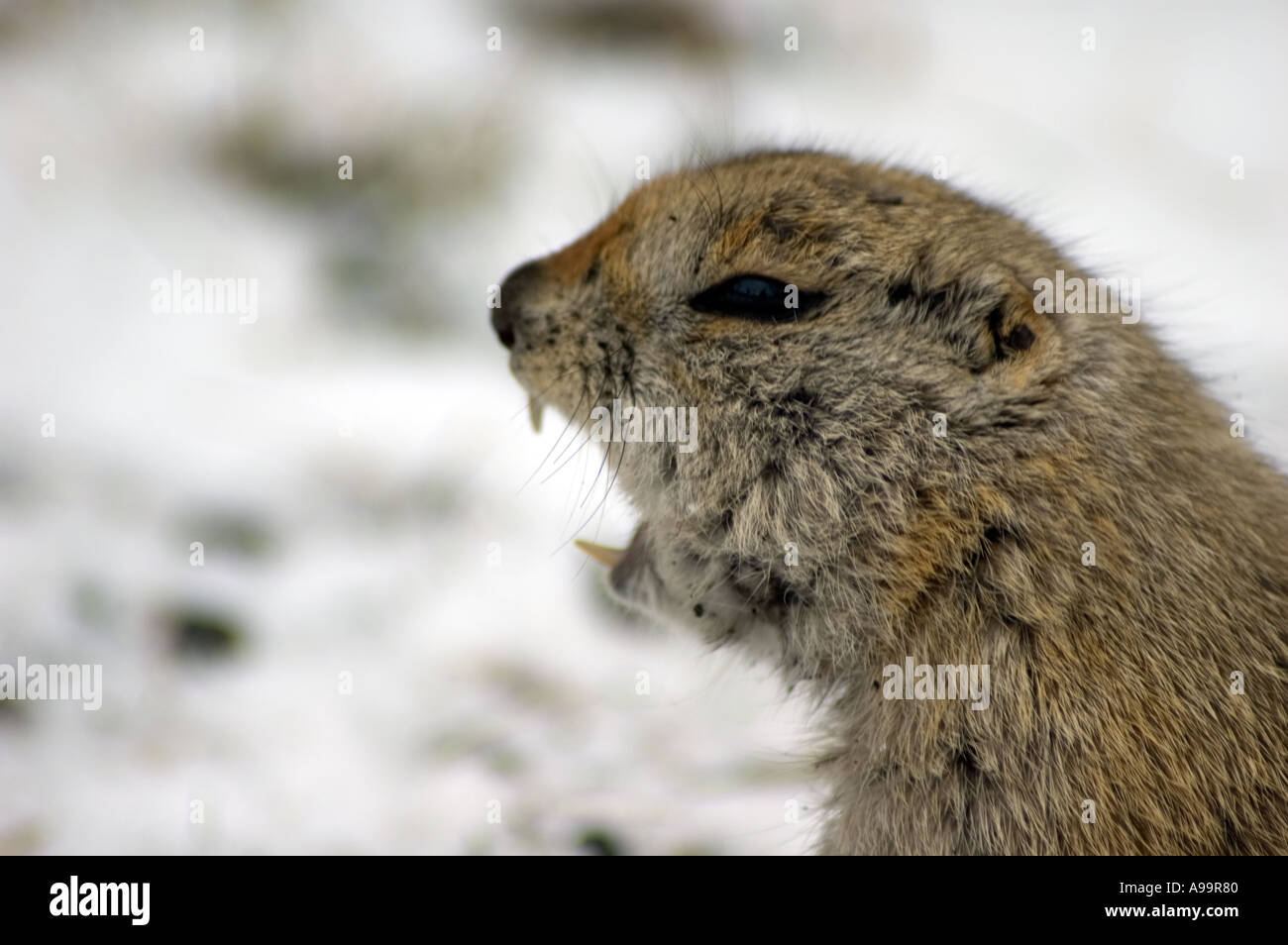 Gopher Teeth Stock Photos & Gopher Teeth Stock Images - Alamy