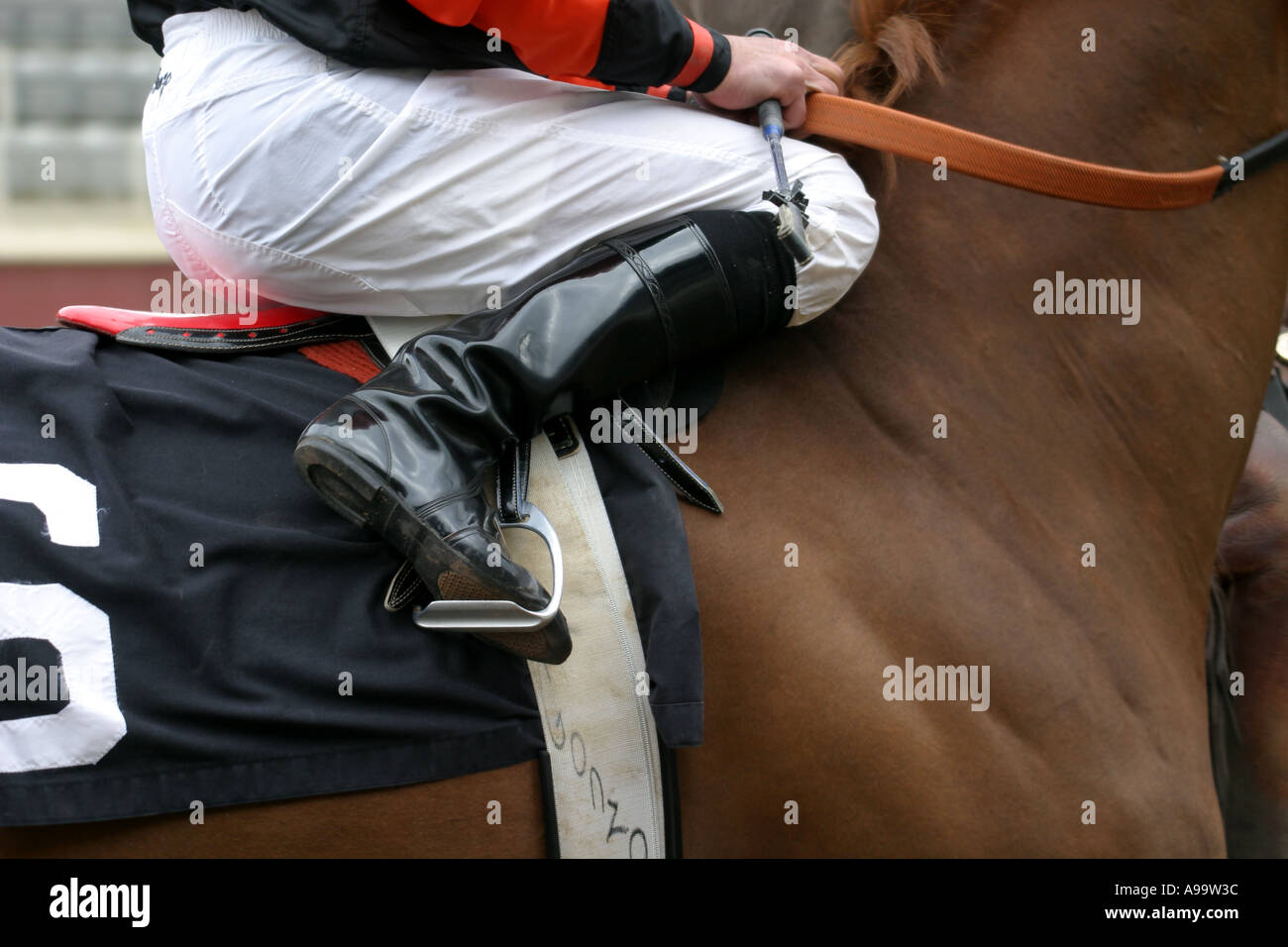 Endurance horse legs hi-res stock photography and images - Alamy
