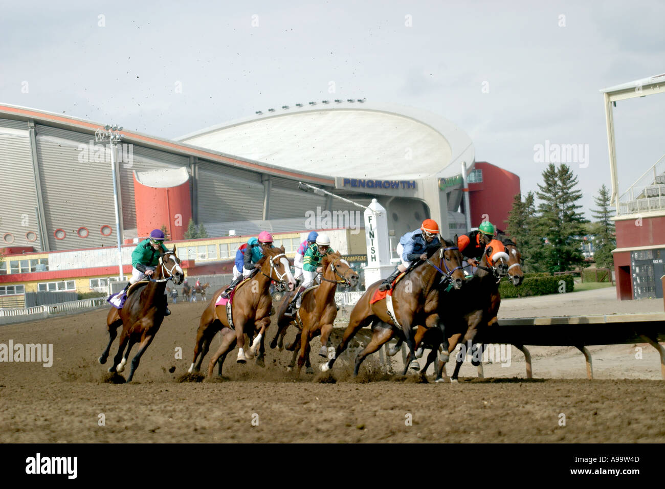 Endurance horse legs hi-res stock photography and images - Alamy