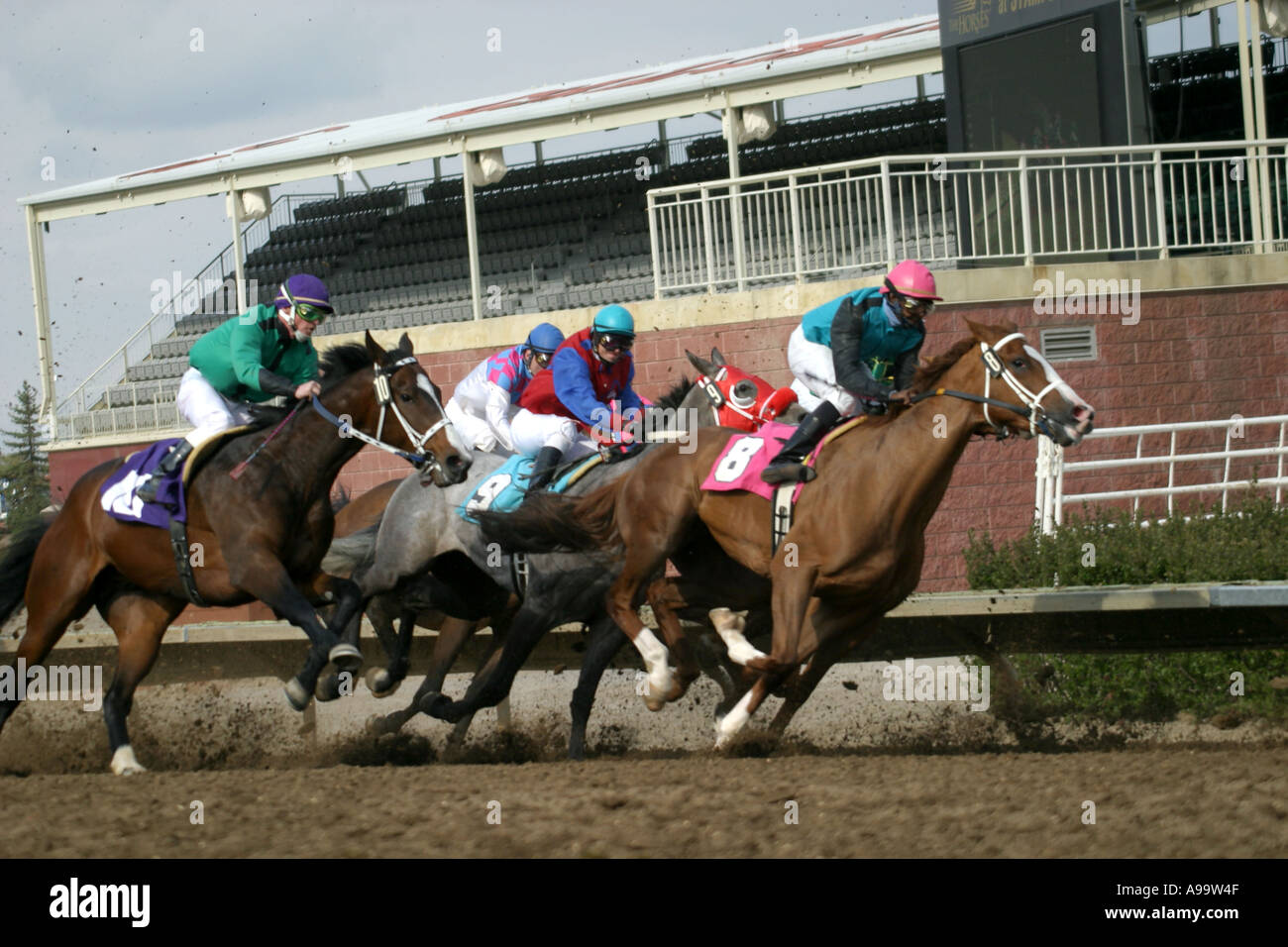 Endurance race horse hi-res stock photography and images - Alamy