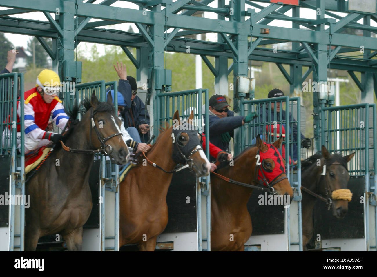 HORSES THOROUGHBRED RACING Calgary Alberta Canada Stock Photo - Alamy