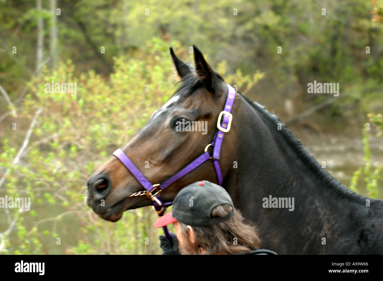 Endurance Horse Legs High Resolution Stock Photography and Images - Alamy