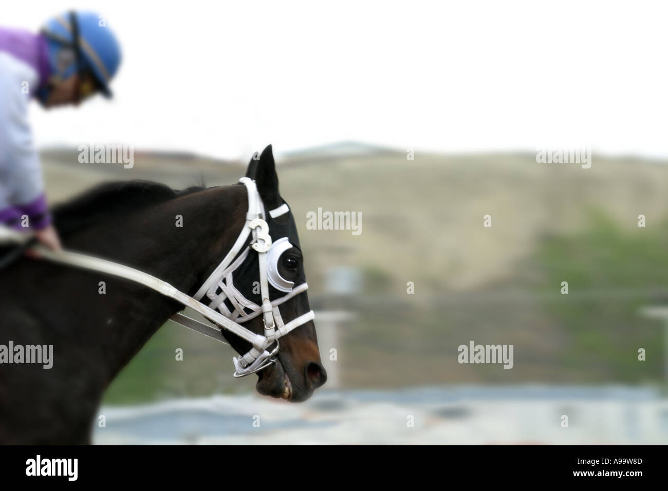 Endurance Horse Legs High Resolution Stock Photography and Images - Alamy