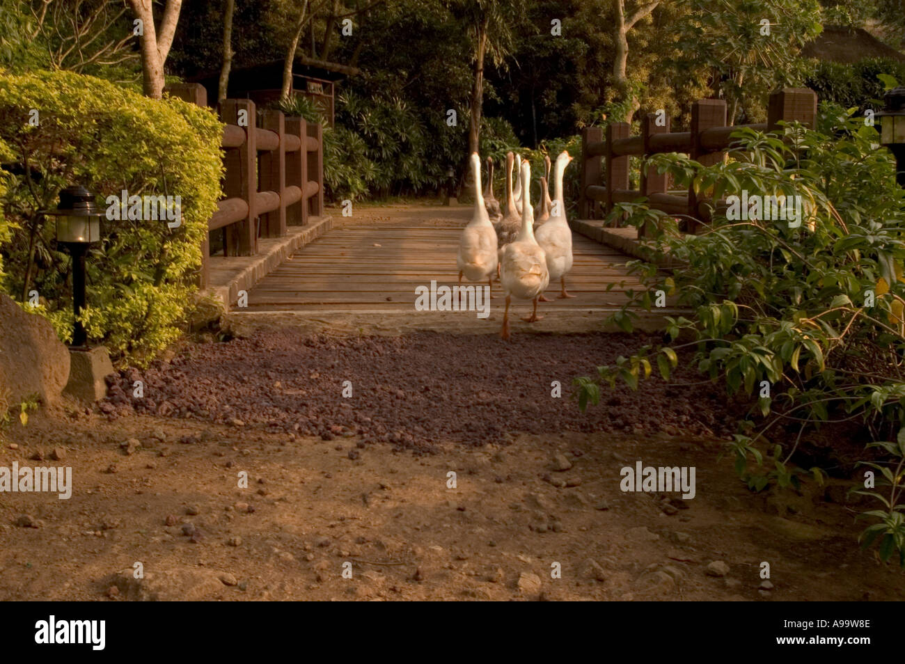 Geese in Tagaytay Highlands Philippines Stock Photo - Alamy