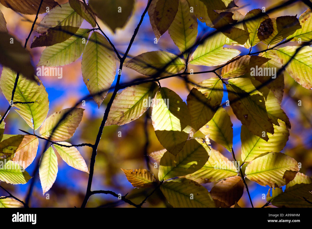 Multi-layered canopy of leaves Stock Photo - Alamy