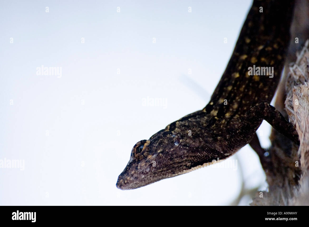 Climbing lizard hi-res stock photography and images - Alamy