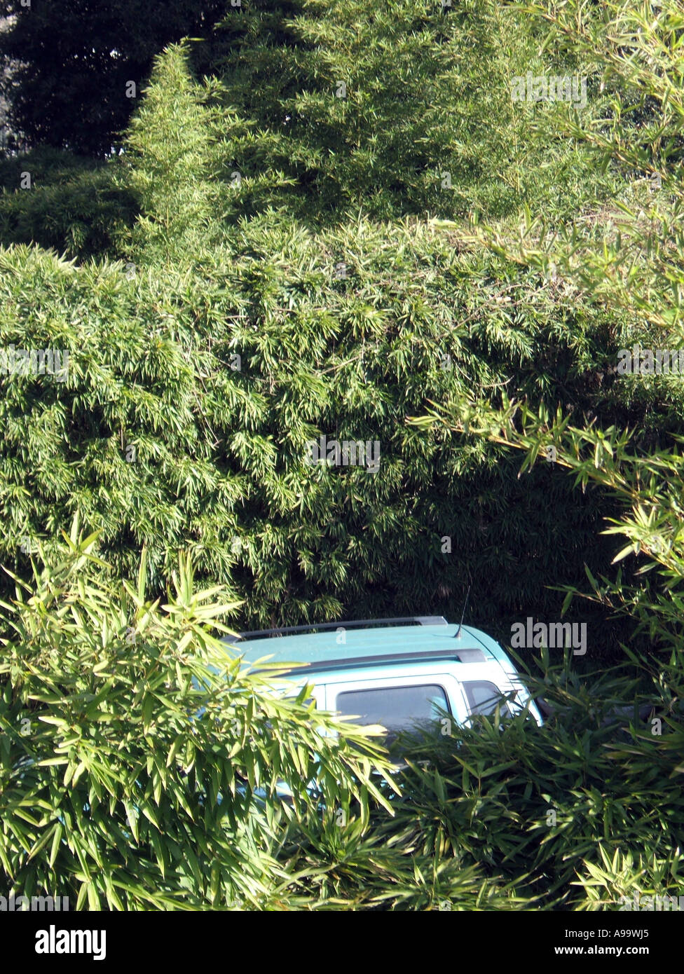 car concealed by trees Stock Photo - Alamy