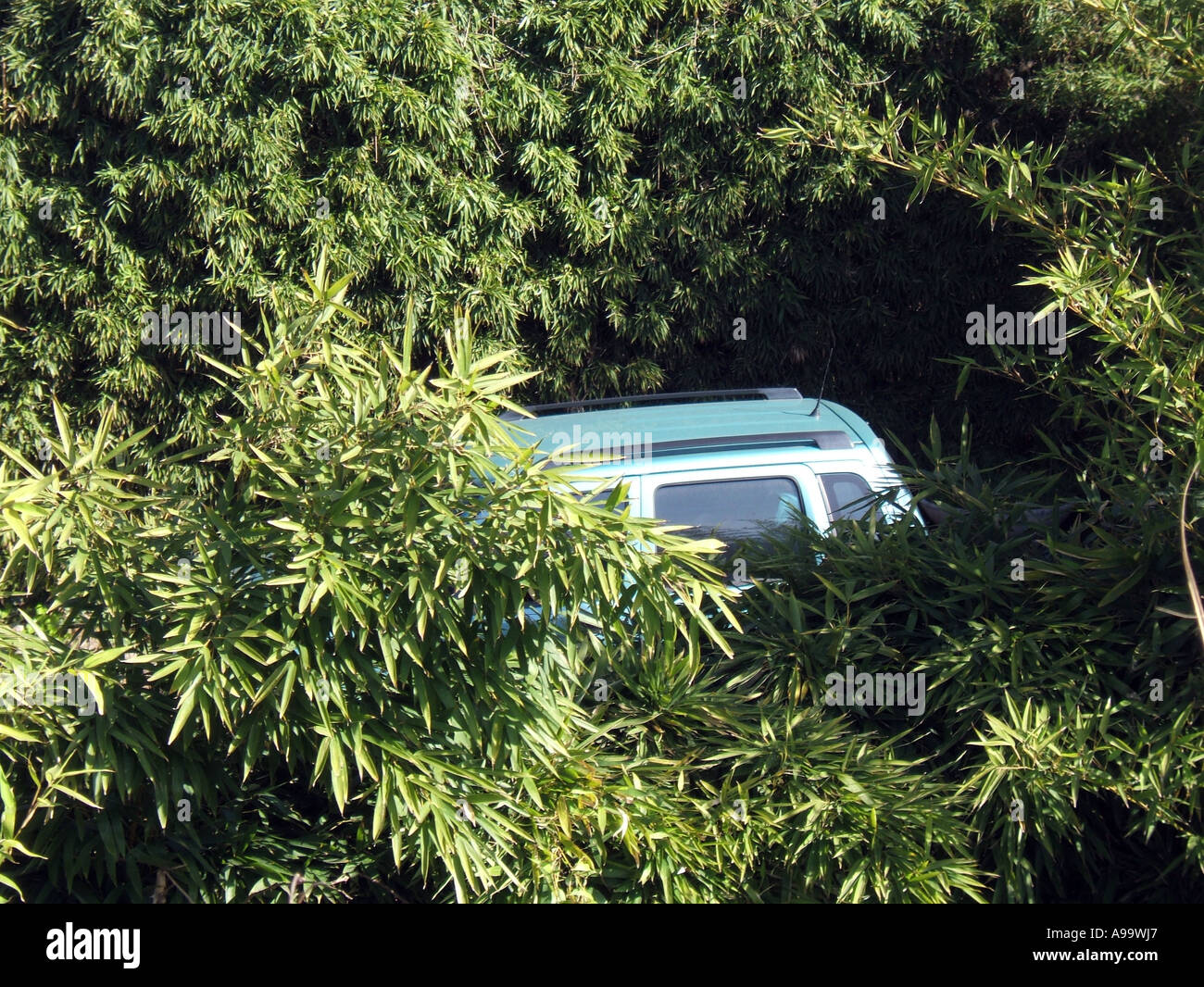 car concealed by trees Stock Photo - Alamy