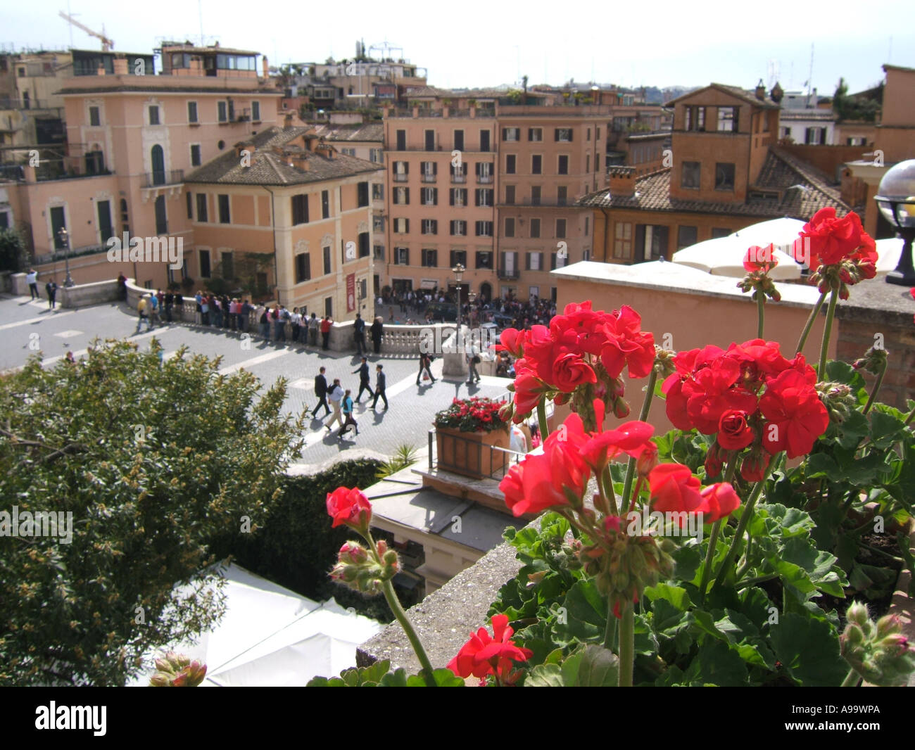 red flowers above the spanish steps in rome Stock Photo - Alamy