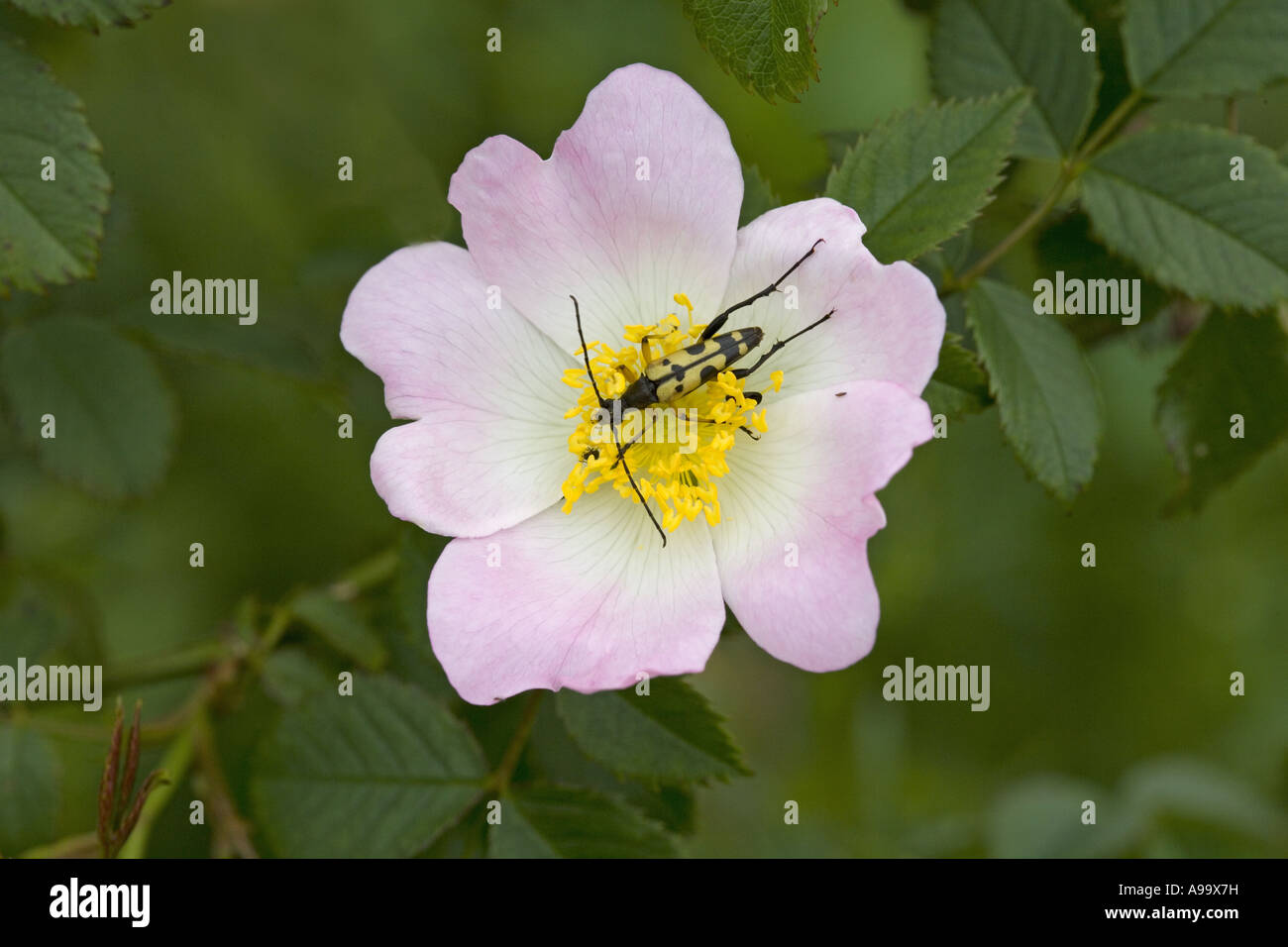 Wild Rose & Insect Stock Photo - Alamy