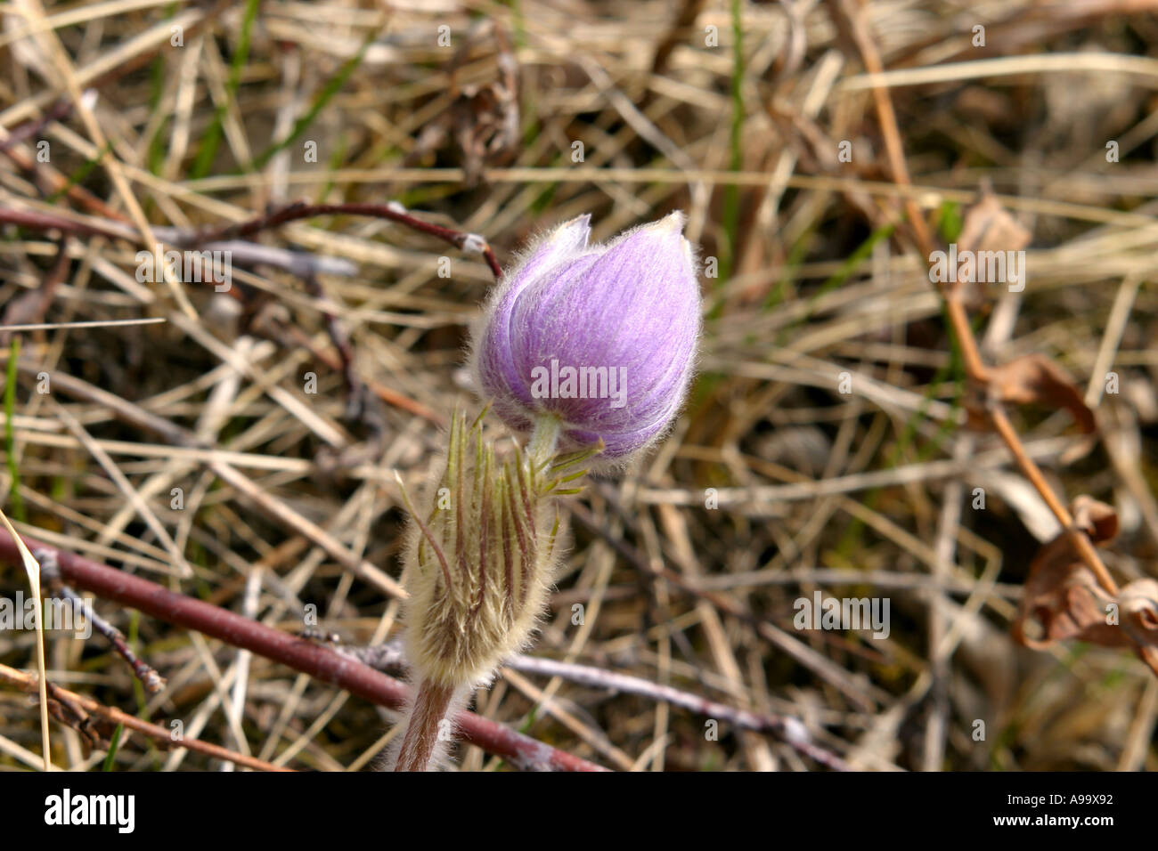 Prairie crocus, anenome patens Stock Photo - Alamy