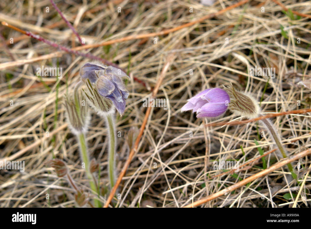 Showy prairie hi-res stock photography and images - Alamy