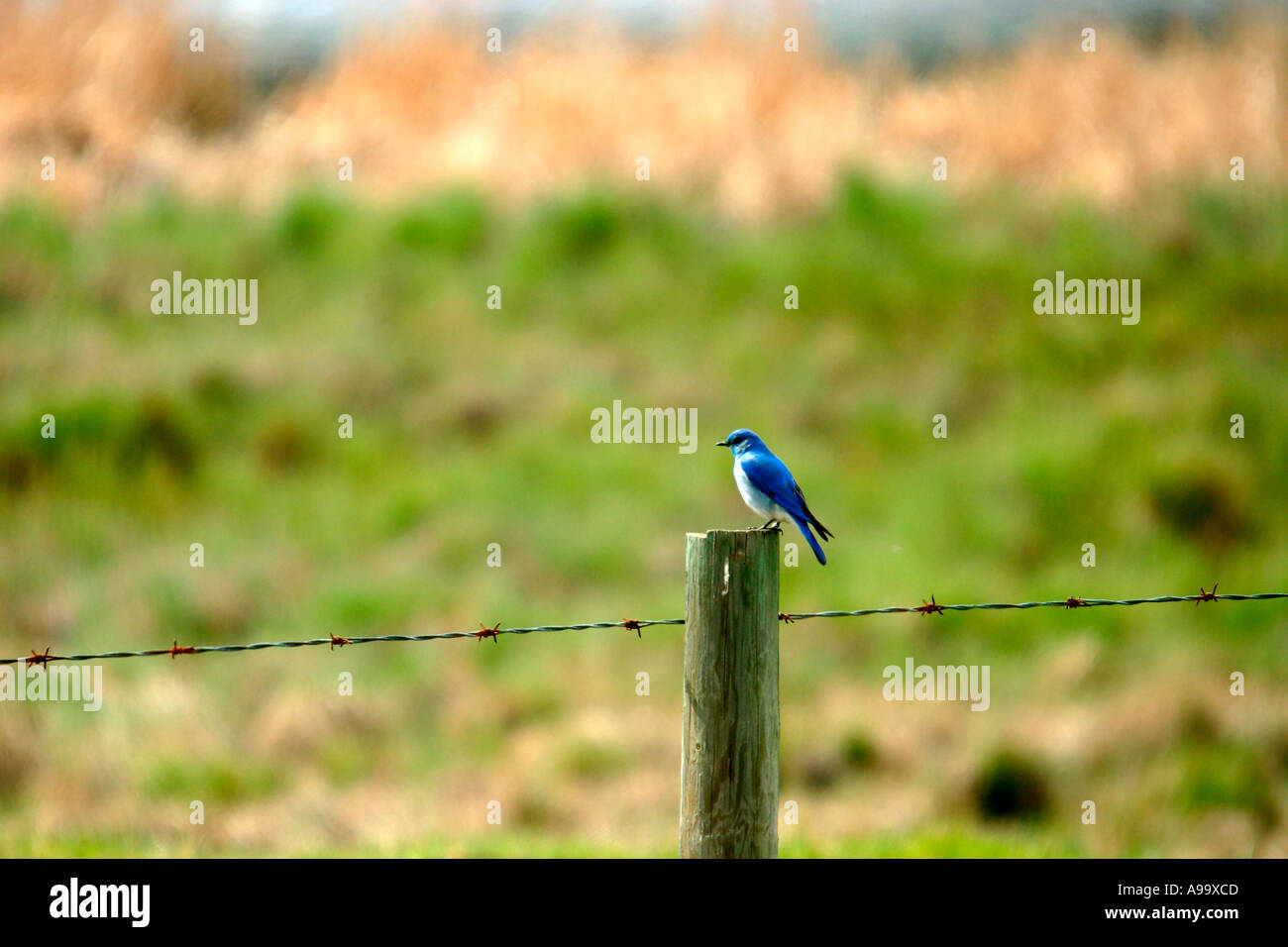 Birds of North America Mountain bluebird, sialia currucoides Stock ...