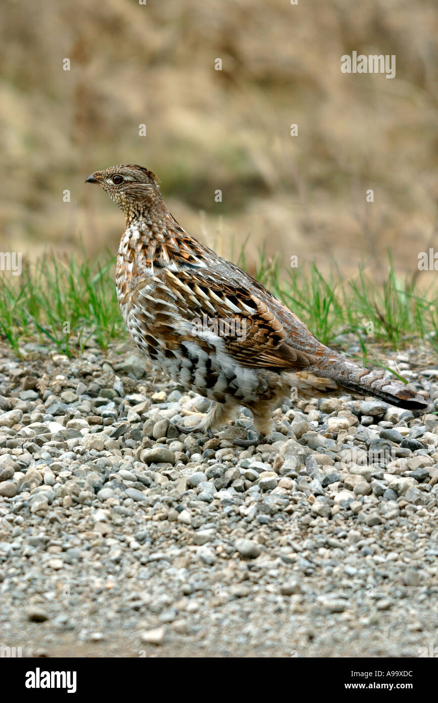 Birds of North America GROUSE, falcipennis canadensis Stock Photo - Alamy