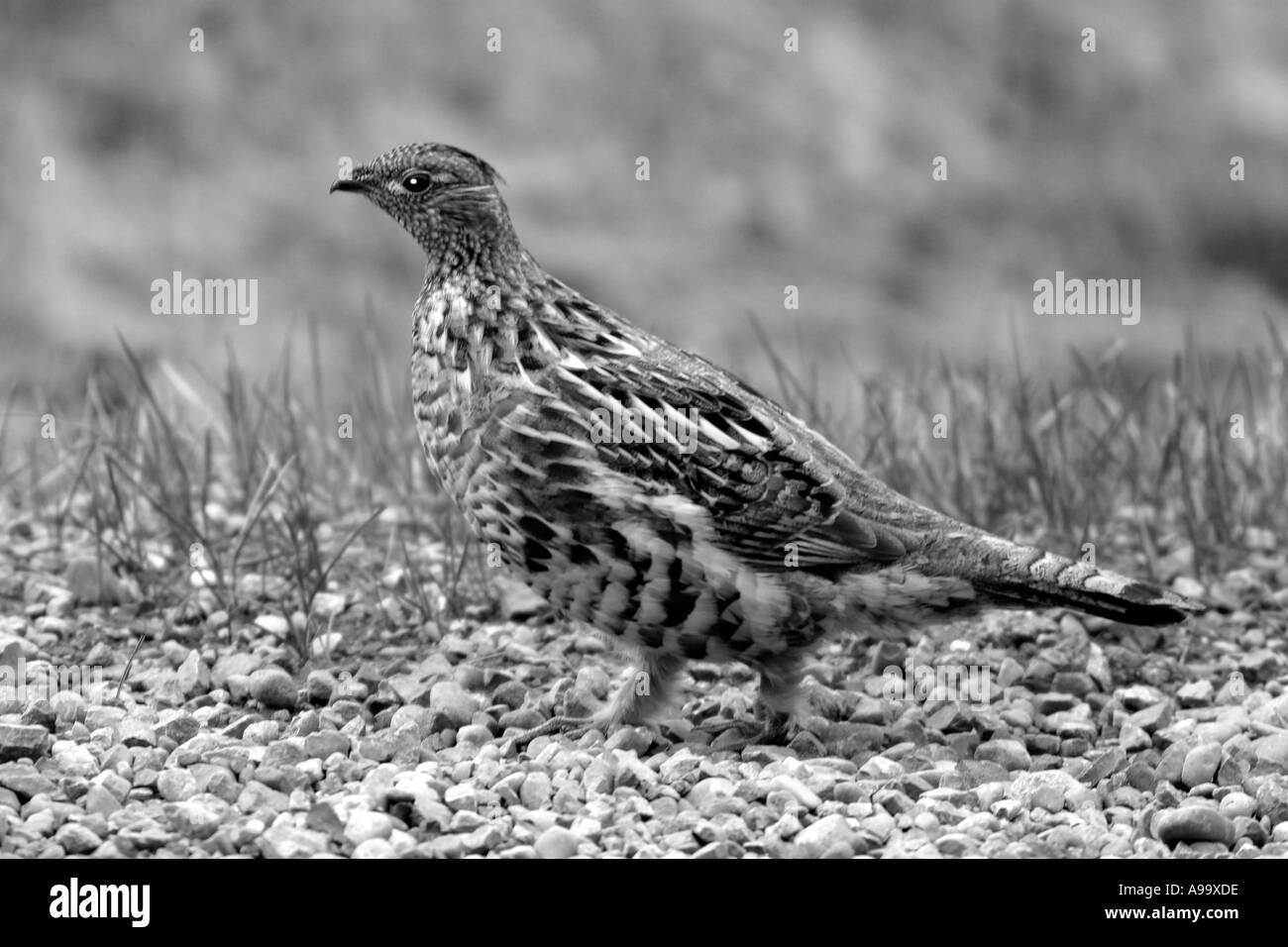 Spruce grouse Black and White Stock Photos & Images - Alamy