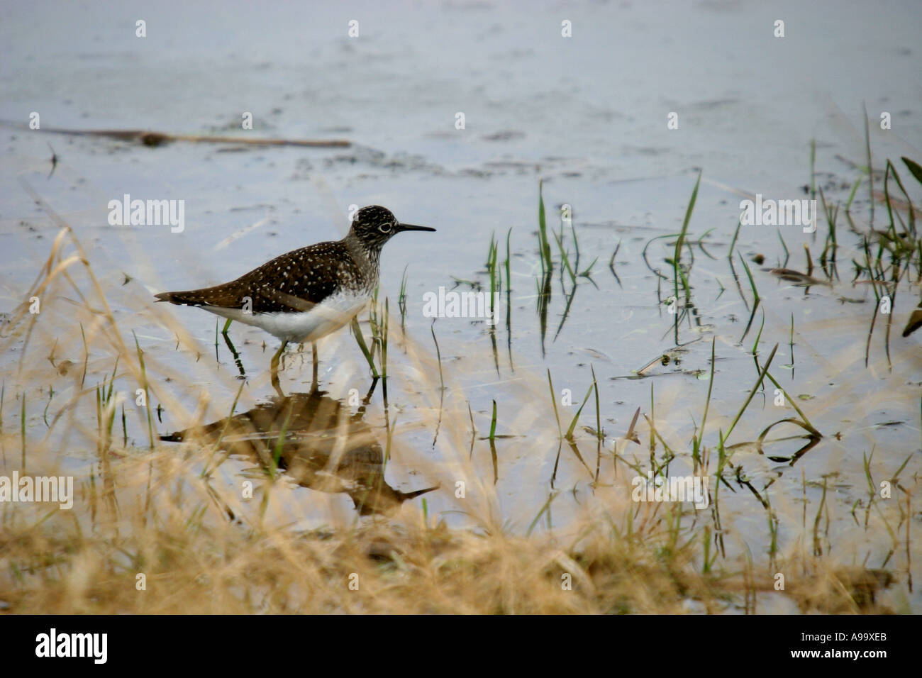 Birds of North America Killdeer, charadrius vociferous Stock Photo - Alamy