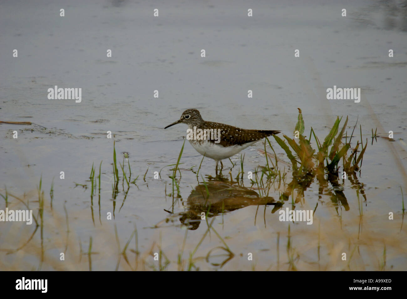 Birds of North America Killdeer, charadrius vociferous Stock Photo - Alamy
