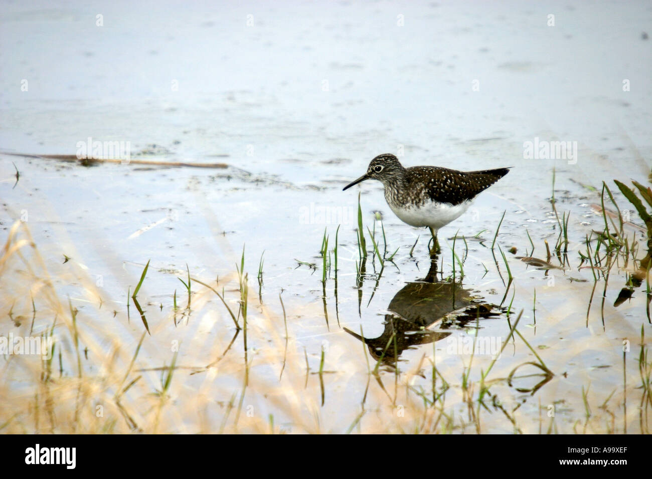 Birds of North America Killdeer, charadrius vociferous Stock Photo - Alamy
