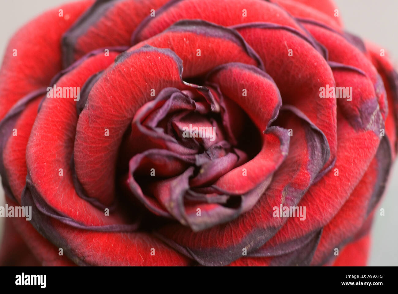 close up of a fading red rose Stock Photo - Alamy