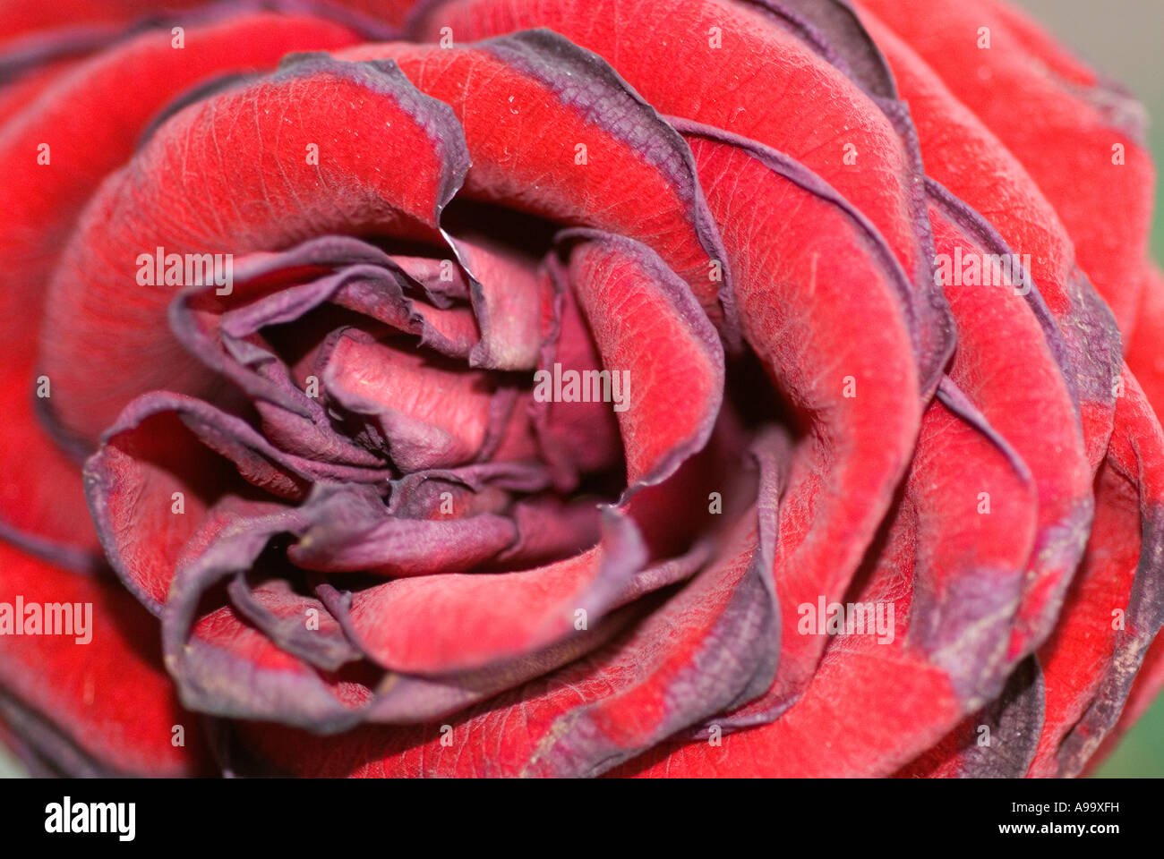 close up of a fading red rose Stock Photo - Alamy