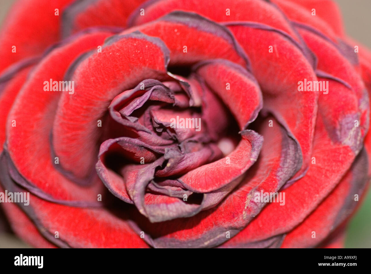 close up of a fading red rose Stock Photo - Alamy