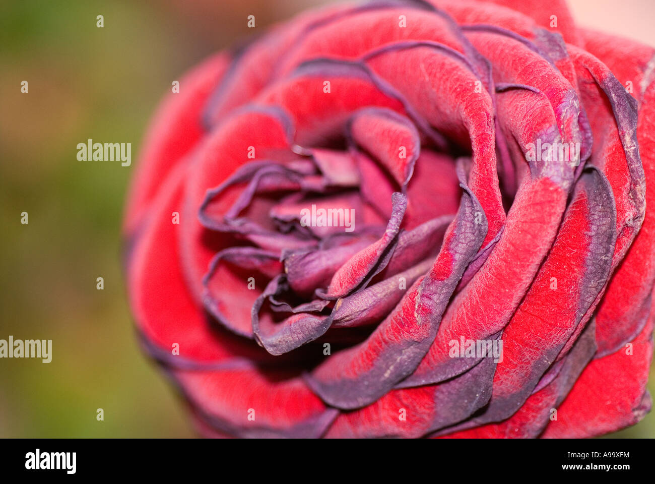 close up of a fading red rose Stock Photo - Alamy