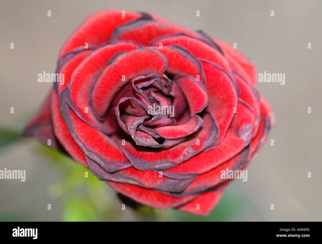 fading red rose Stock Photo - Alamy