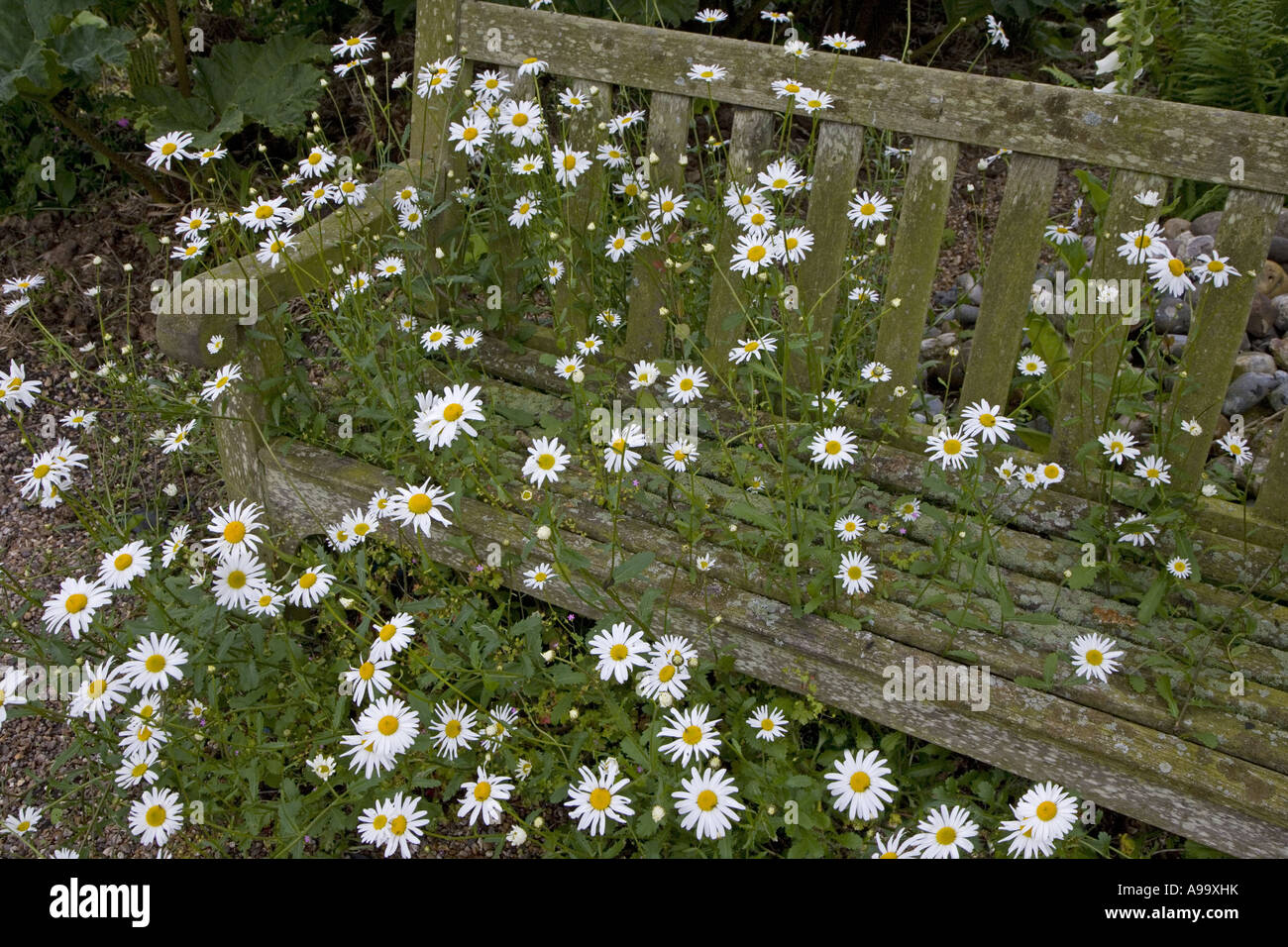 Daises & Garden Seat Stock Photo - Alamy