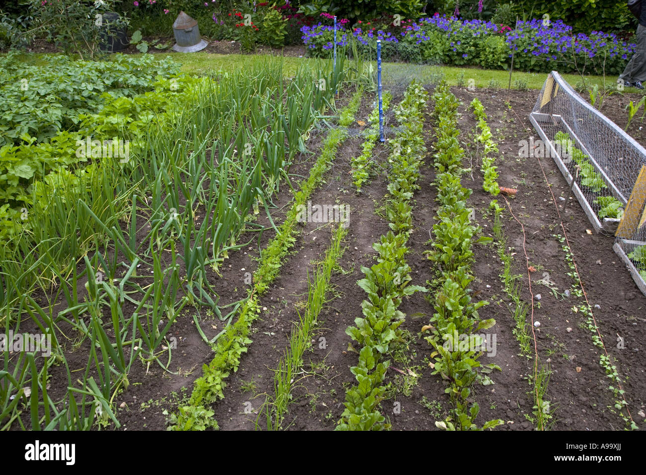 Home Vegatable Garden Stock Photo - Alamy