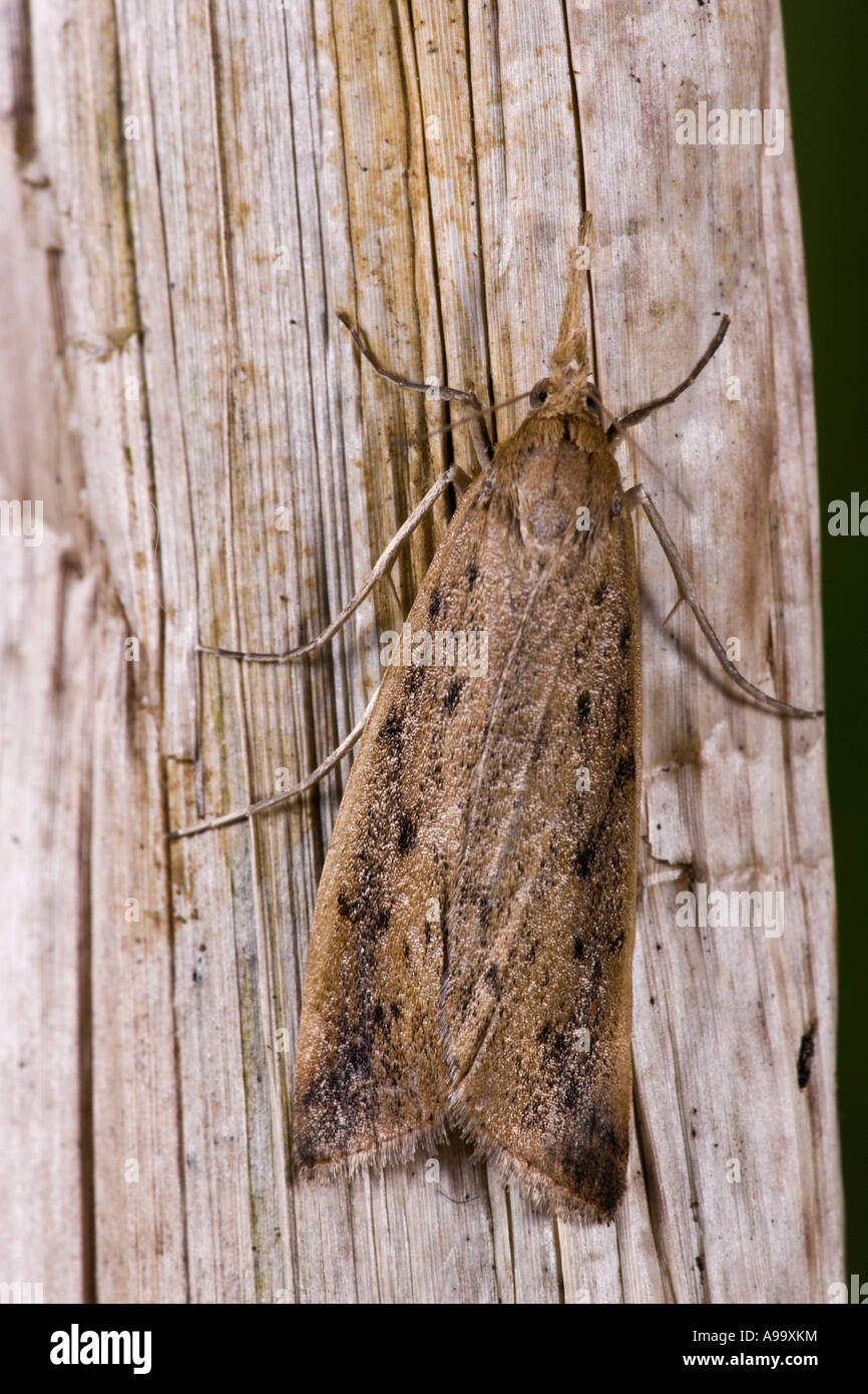 Schoenobius gigantella hi-res stock photography and images - Alamy