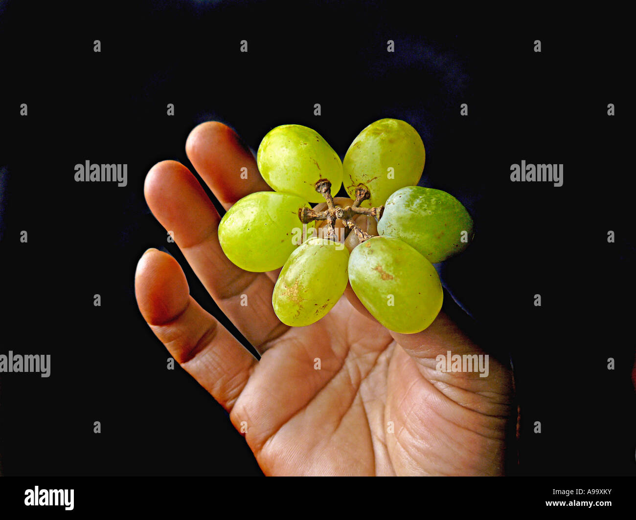 Grapes (Vitis) species: voinierianum - Vitis vinifera. The Classic ...