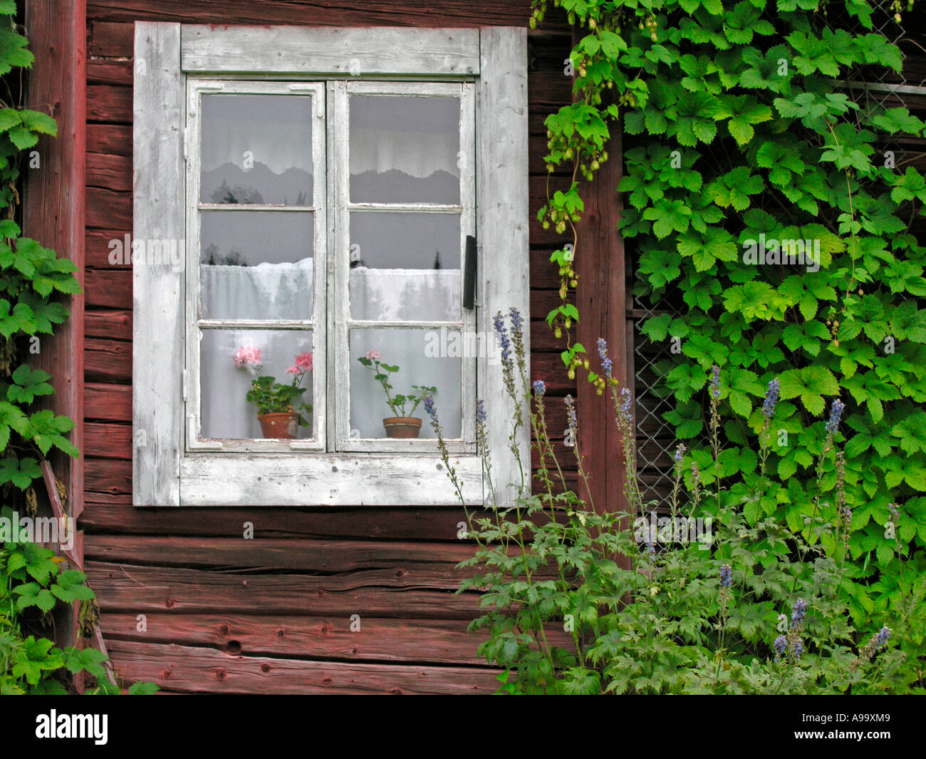 window of an old skandinavian timber house blockhouse with hops Stock ...