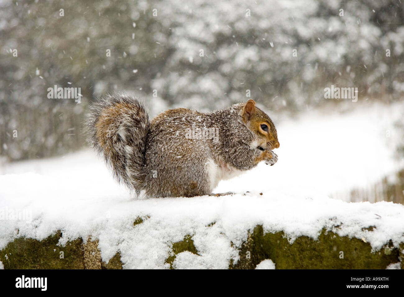 Squirrel in the snow Stock Photo - Alamy