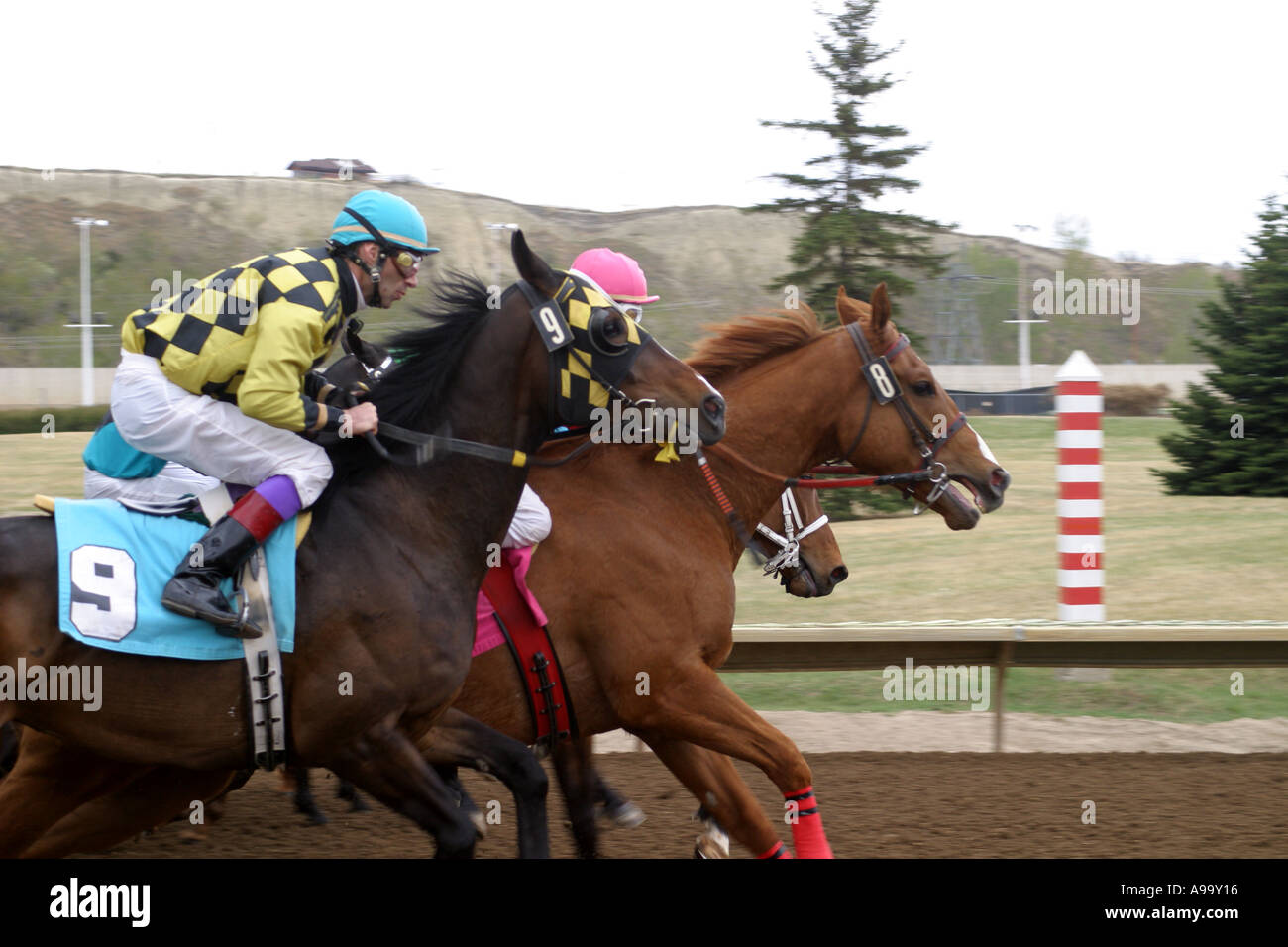 Perseverectice hi-res stock photography and images - Alamy