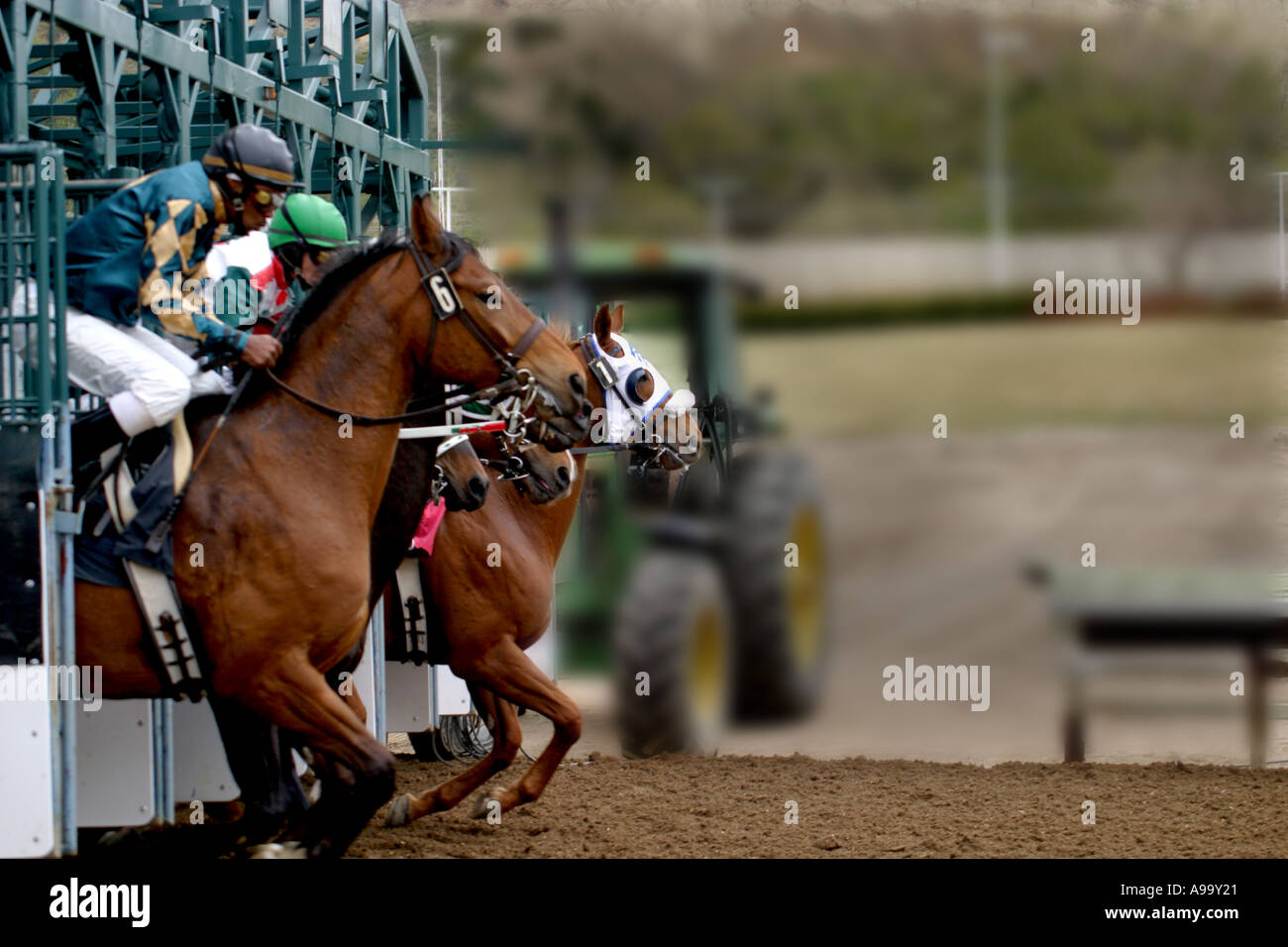 Thoroughbred horses at starting gate hi-res stock photography and ...