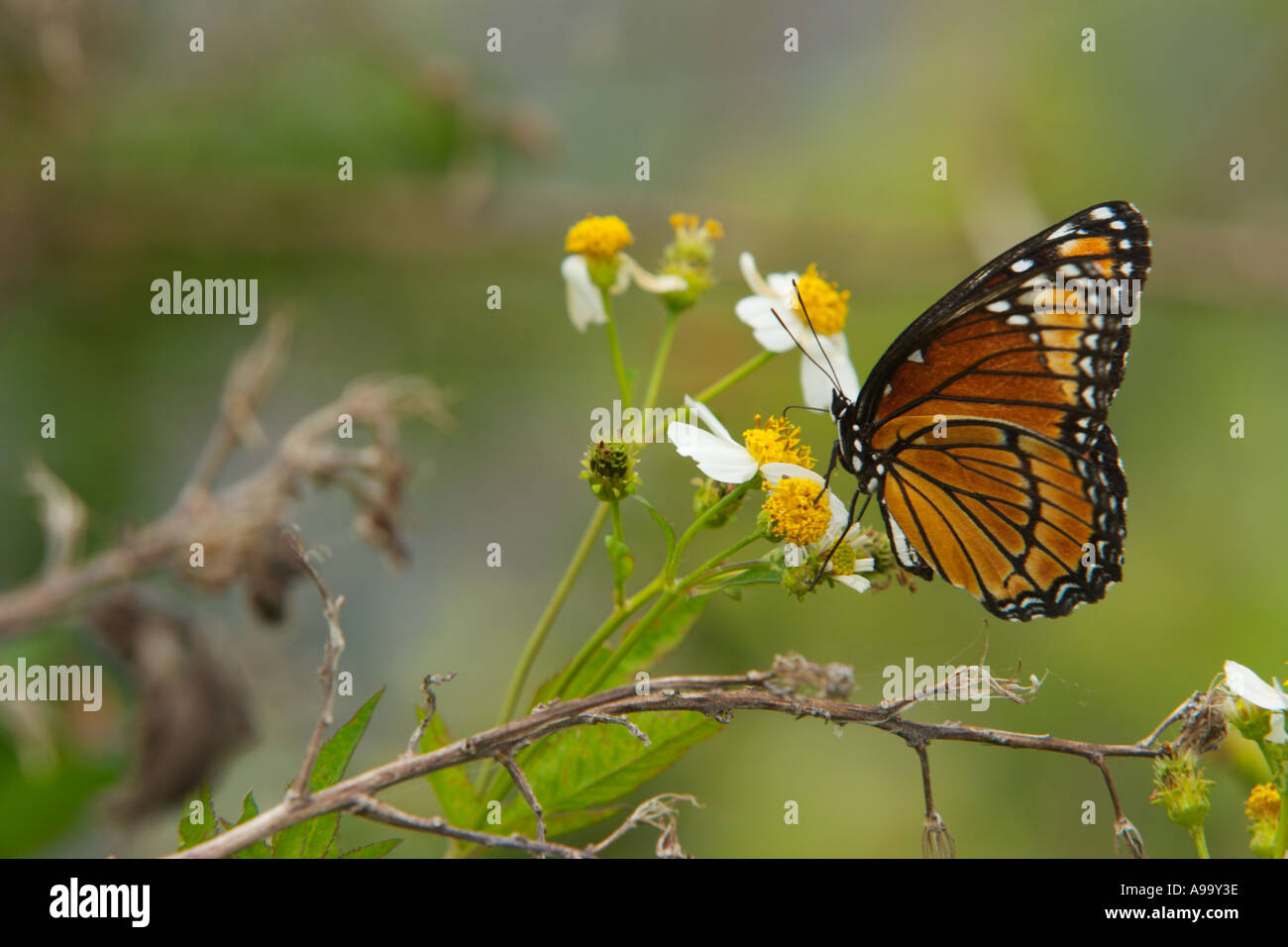 Wildflowers and butterfly hi-res stock photography and images - Alamy