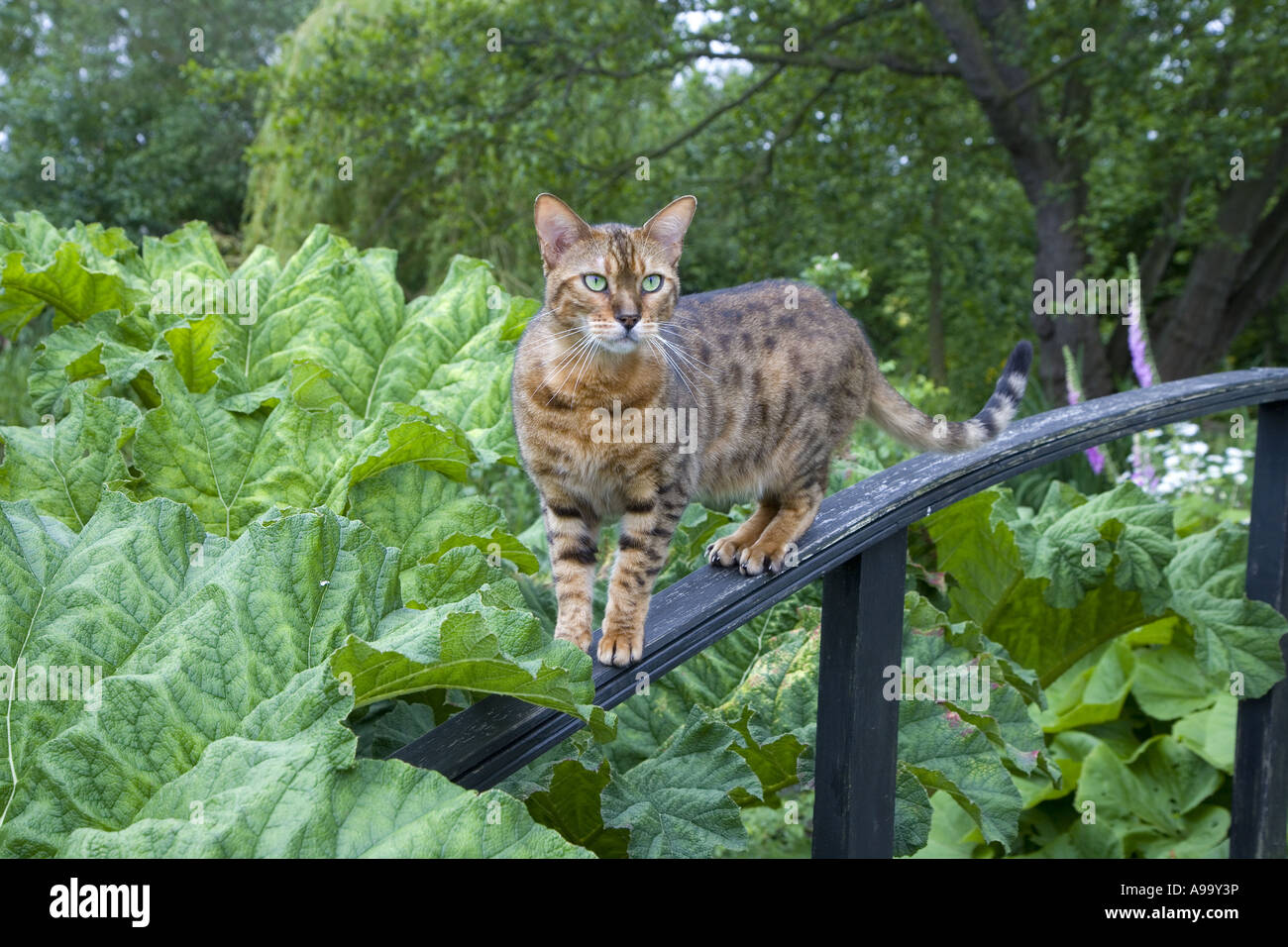 Tabby Cat Hunting Stock Photo - Alamy
