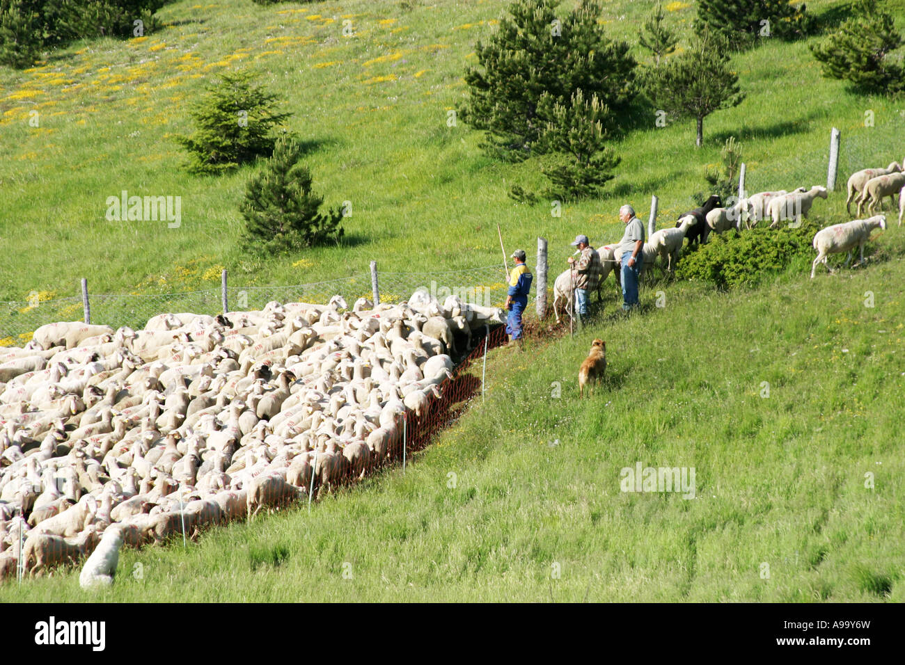 Counting sheep hi-res stock photography and images - Alamy
